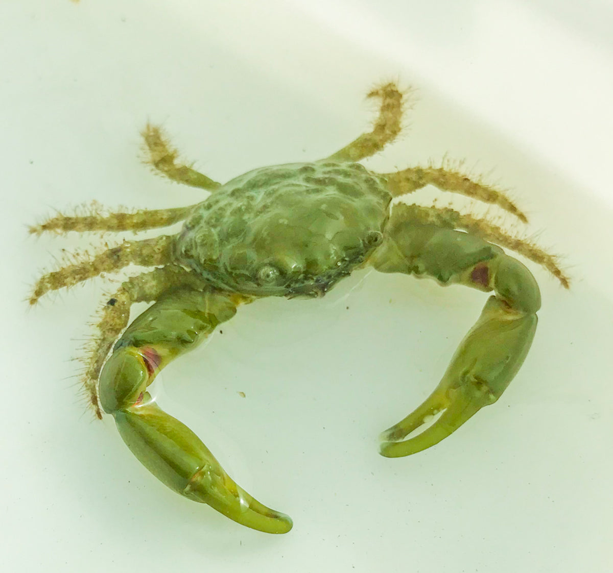 Emerald Crab – CoralFish12g