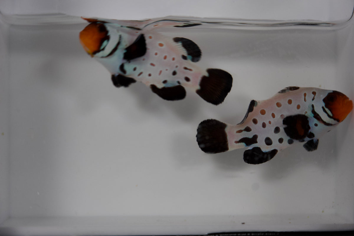 WYSIWYG Frostbite GRADE A Clownfish Pair – CoralFish12g