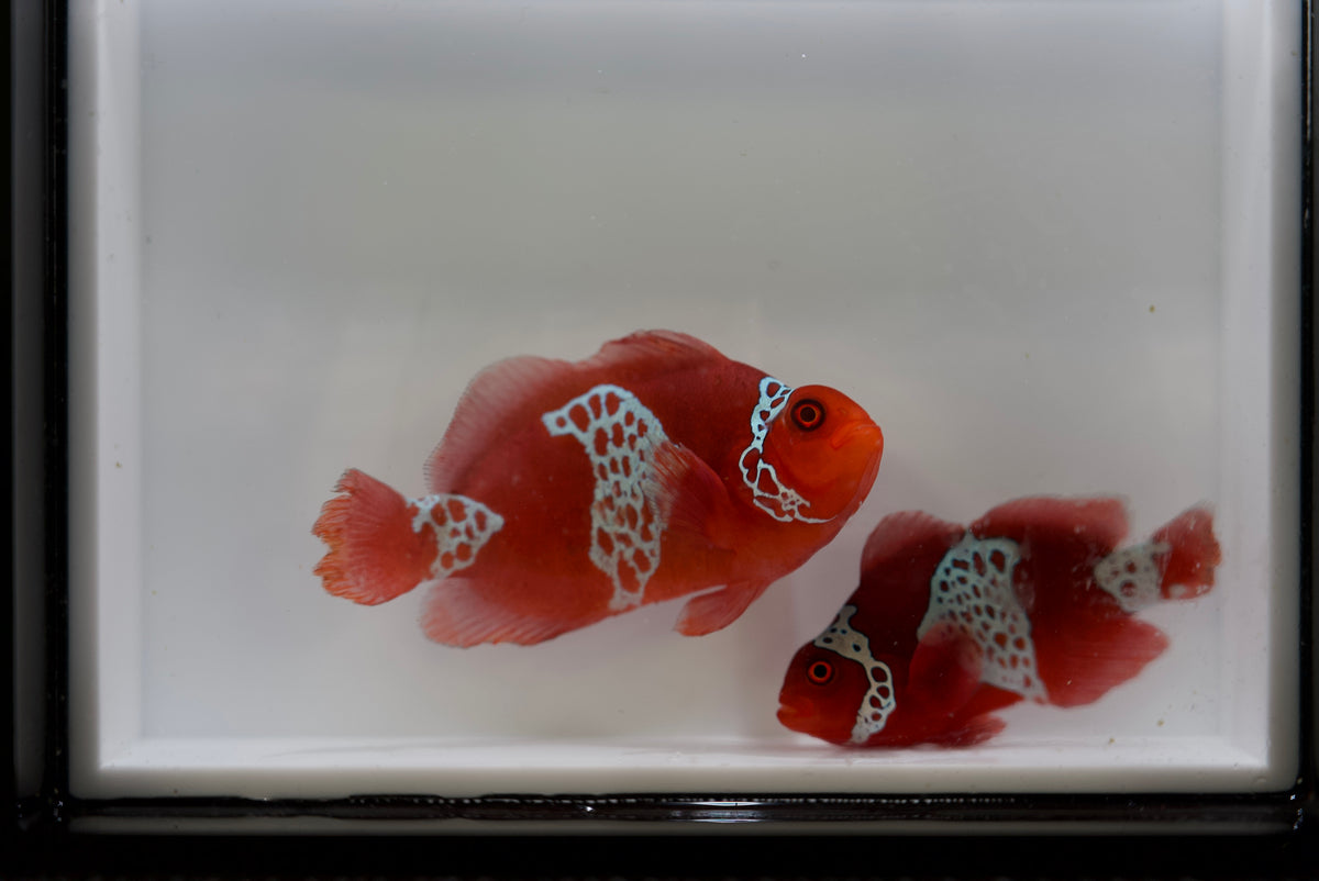 WYSIWYG Lightning Maroon Clownfish Pair – CoralFish12g