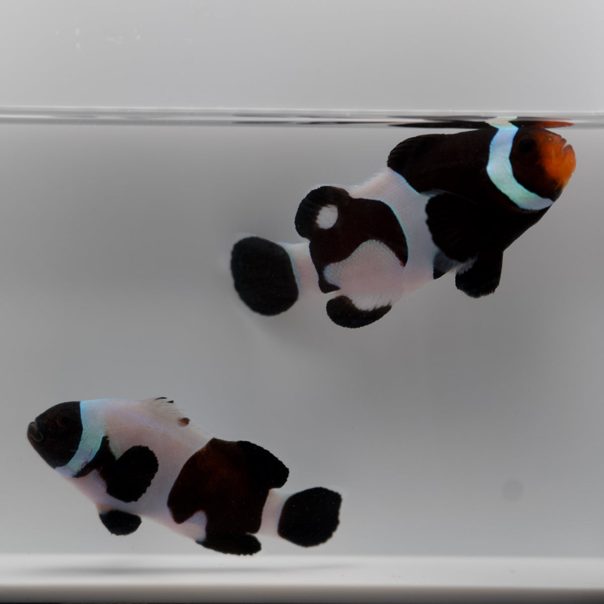 WYSIWYG Ying Yang Clownfish Single – CoralFish12g
