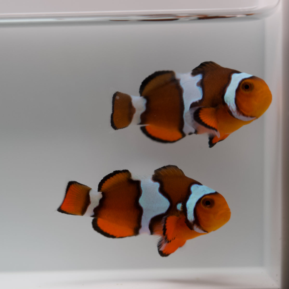 WYSIWYG Extreme Snowflake Clownfish Pair – CoralFish12g