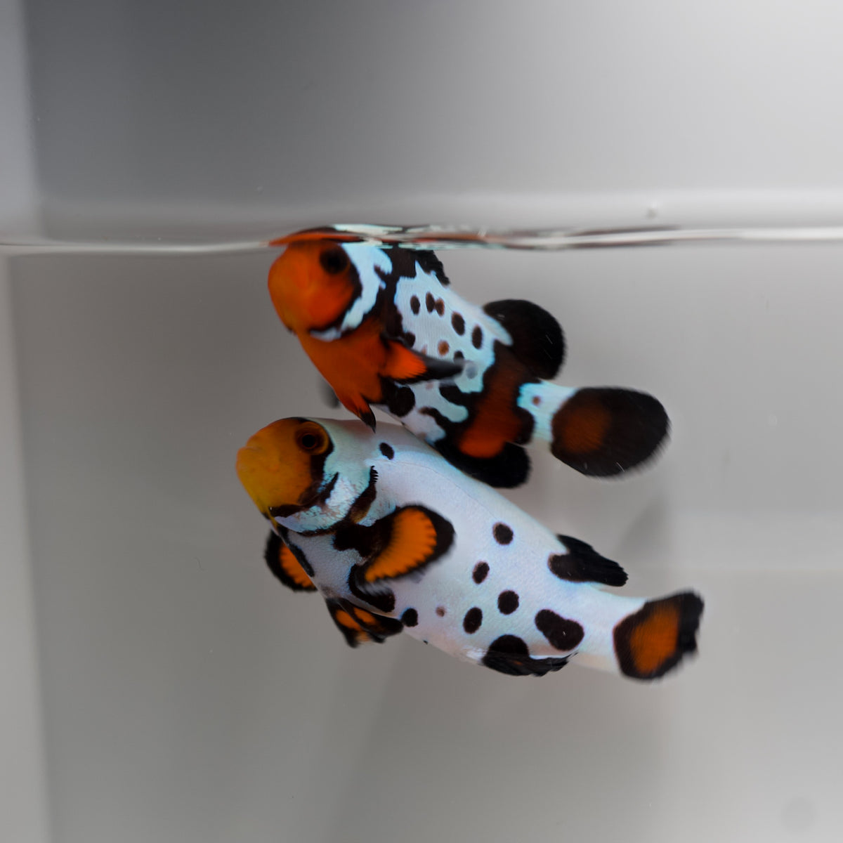 WYSIWYG 101 Dalmatian Clownfish Pair – CoralFish12g