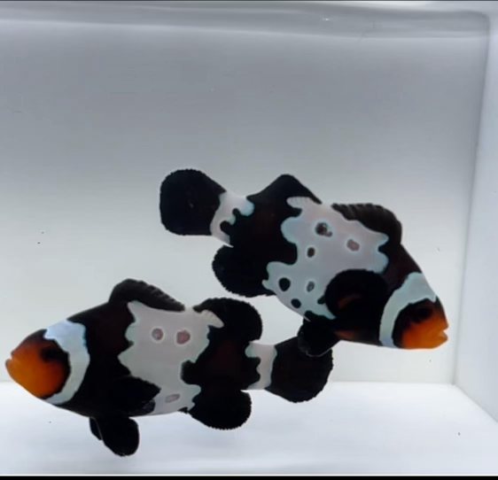 Snowflake Clownfish Pair Ocellaris ClownFish Reef Aquarium