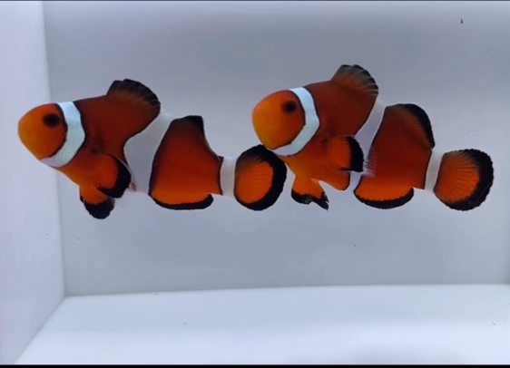 WYSIWYG Ocellaris Clownfish Pair – CoralFish12g