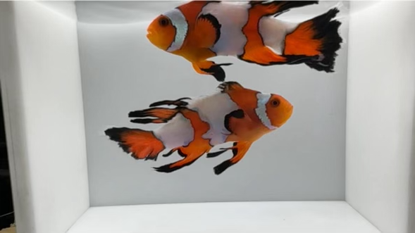 WYSIWYG Longfin Snowflake Clownfish Pair – CoralFish12g