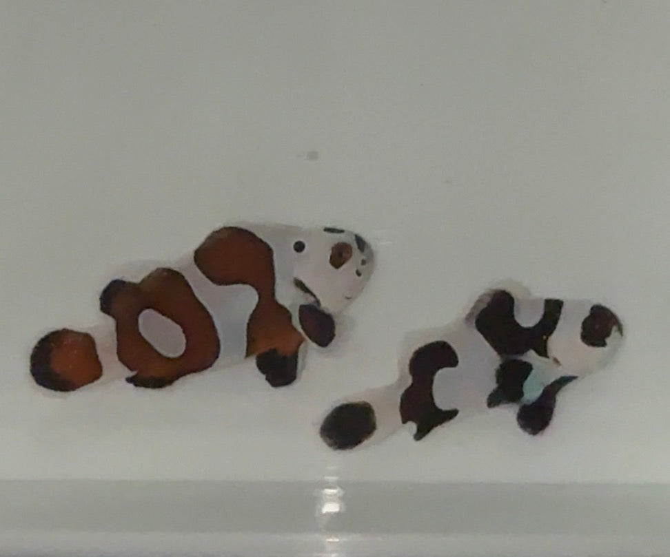 Super Storm Clownfish Pair WYSIWYG – CoralFish12g