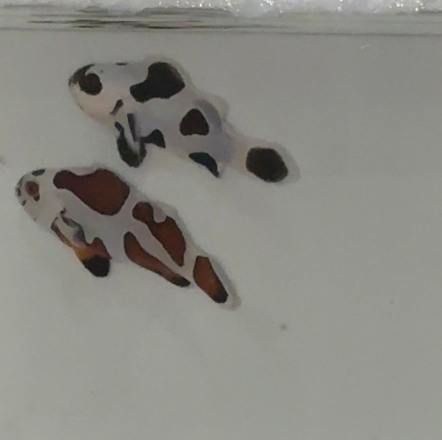 Super Storm Clownfish Pair WYSIWYG – CoralFish12g