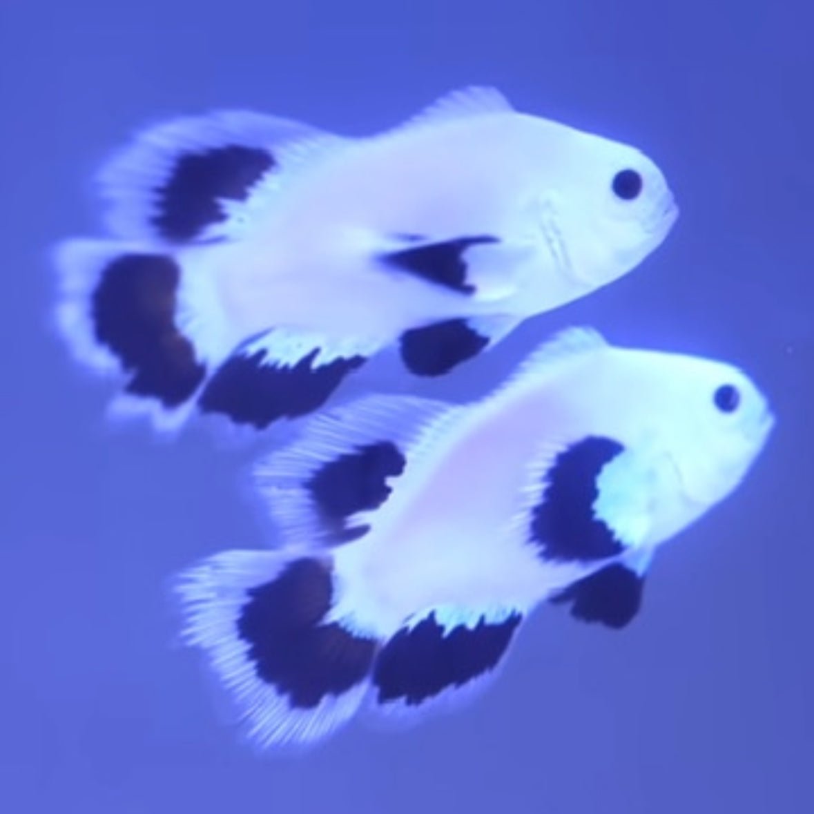 Snow Storm Longfin Clownfish Pair WYSIWYG – CoralFish12g