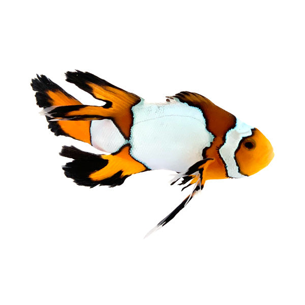 Longfin Snowflake Clownfish – CoralFish12g