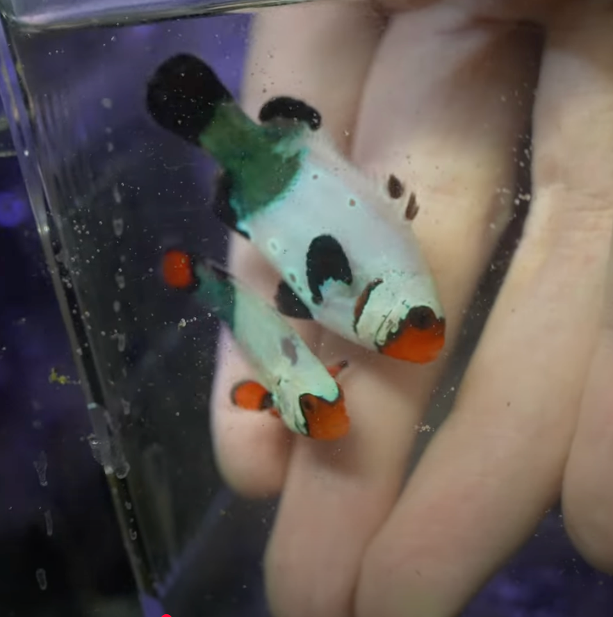 WYSIWYG Blue Tail Clownfish Pair – CoralFish12g