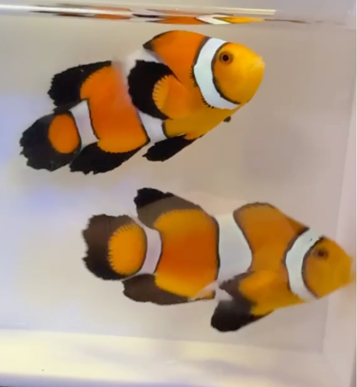 WYSIWYG Longfin Clownfish Pair – CoralFish12g