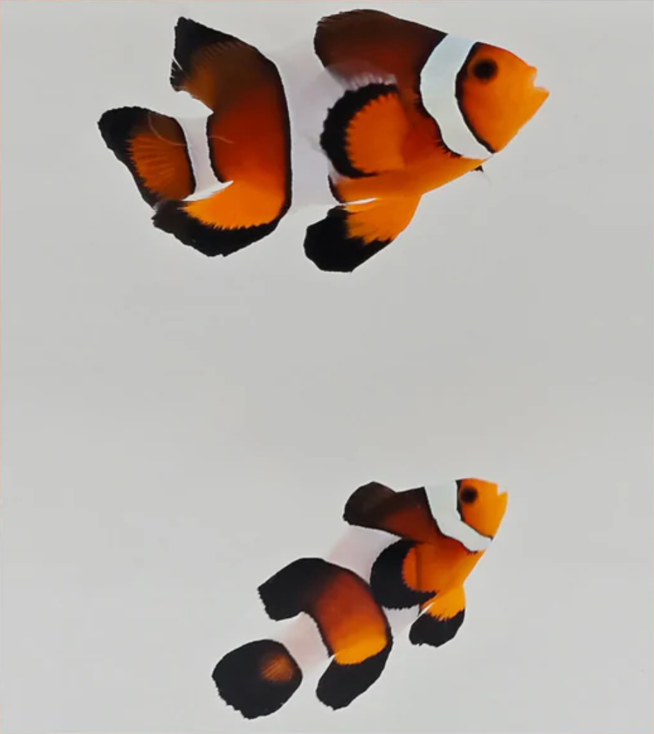 WYSIWYG Longfin Clownfish Pair – CoralFish12g