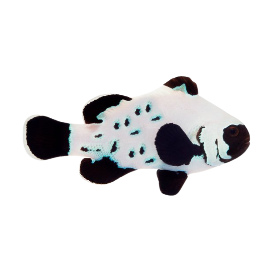 Black Frostbite Ocellaris Clownfish – CoralFish12g