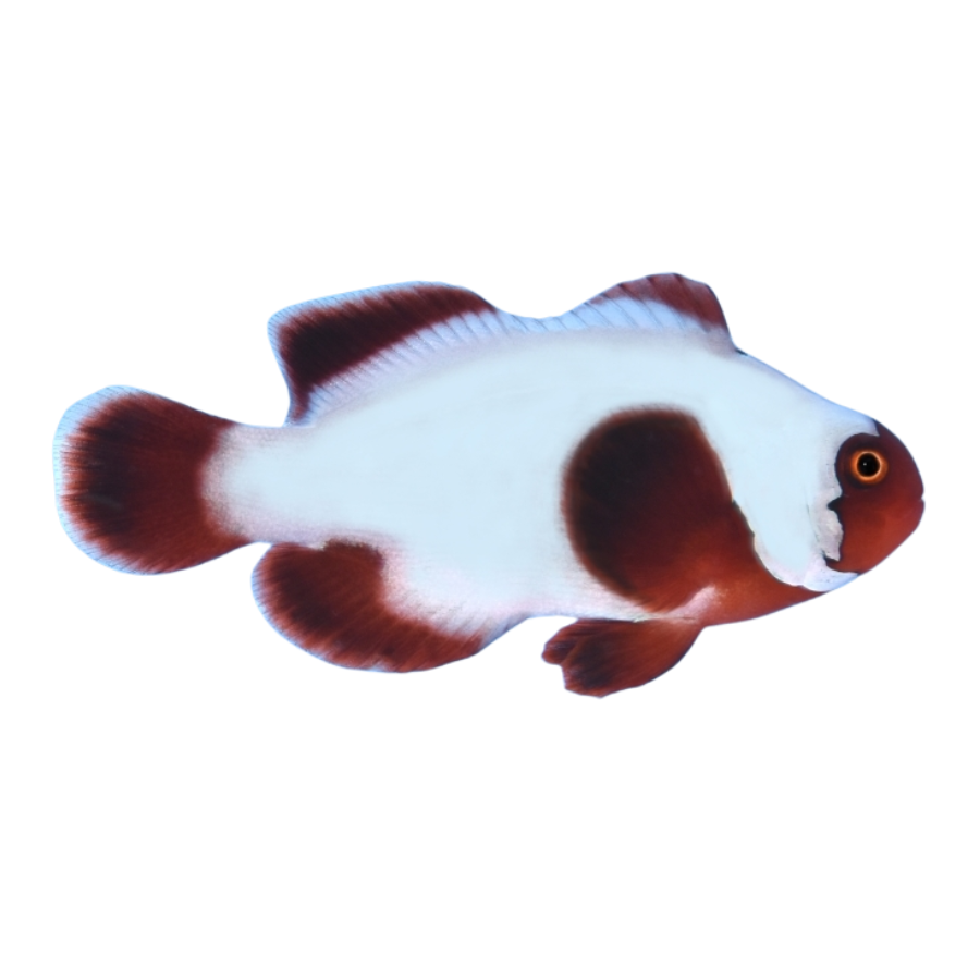 Platinum White Maroon Clownfish – CoralFish12g