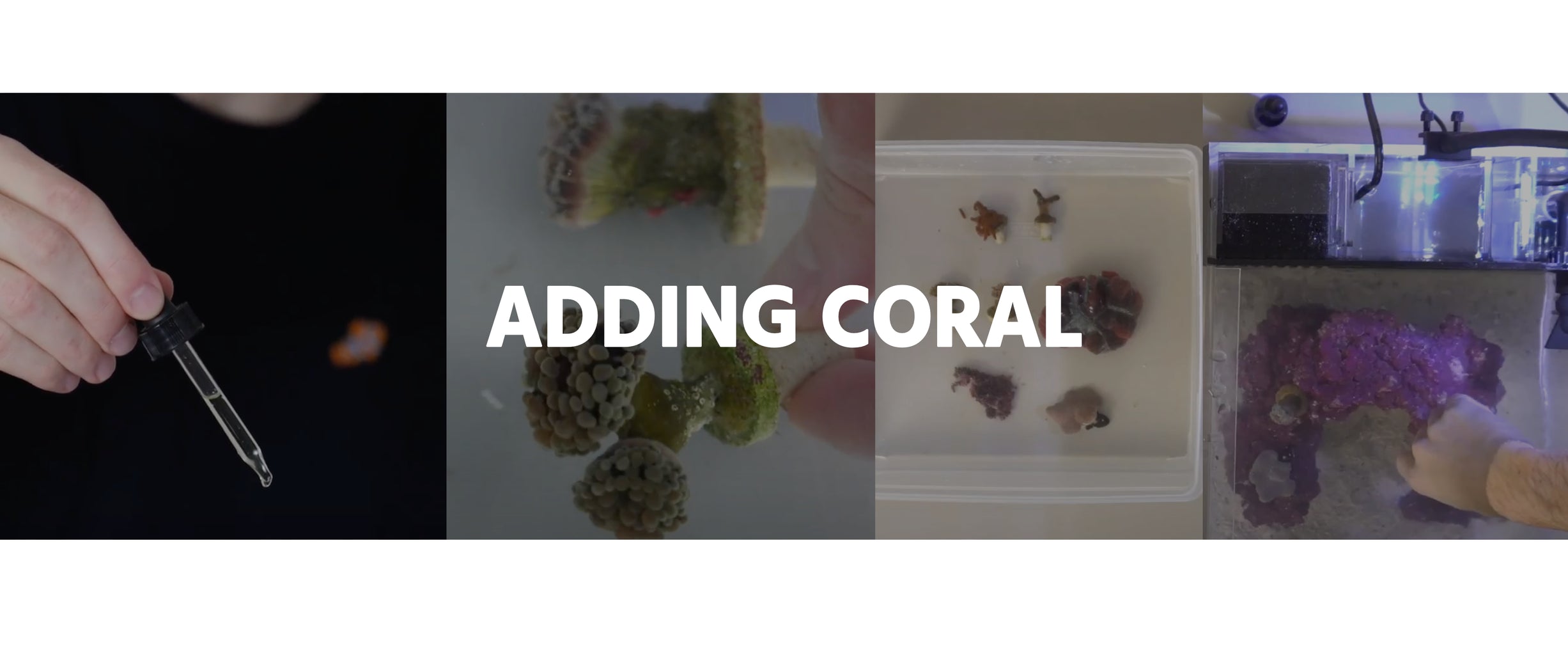 All Supplies – CoralFish12g