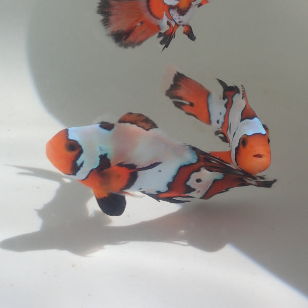 Longfin Snowflake Clownfish – CoralFish12g