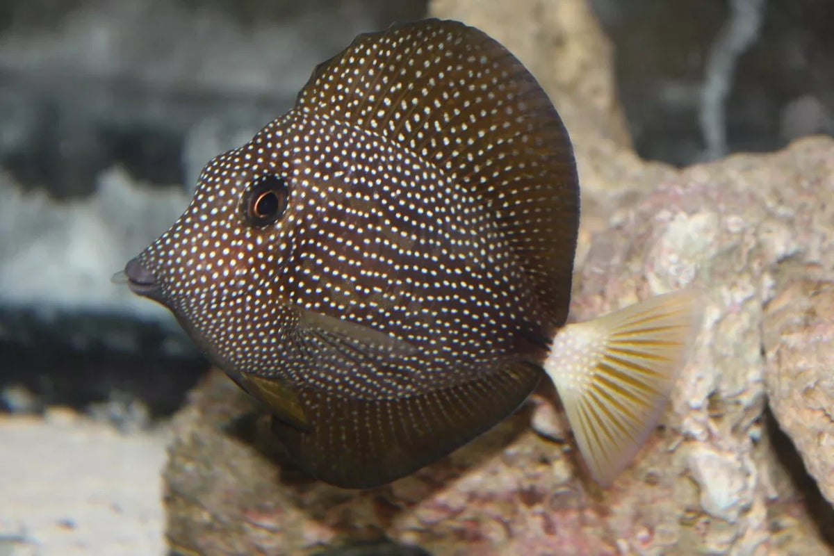 2-3” Gem Tang Live Saltwater Fish – CoralFish12g