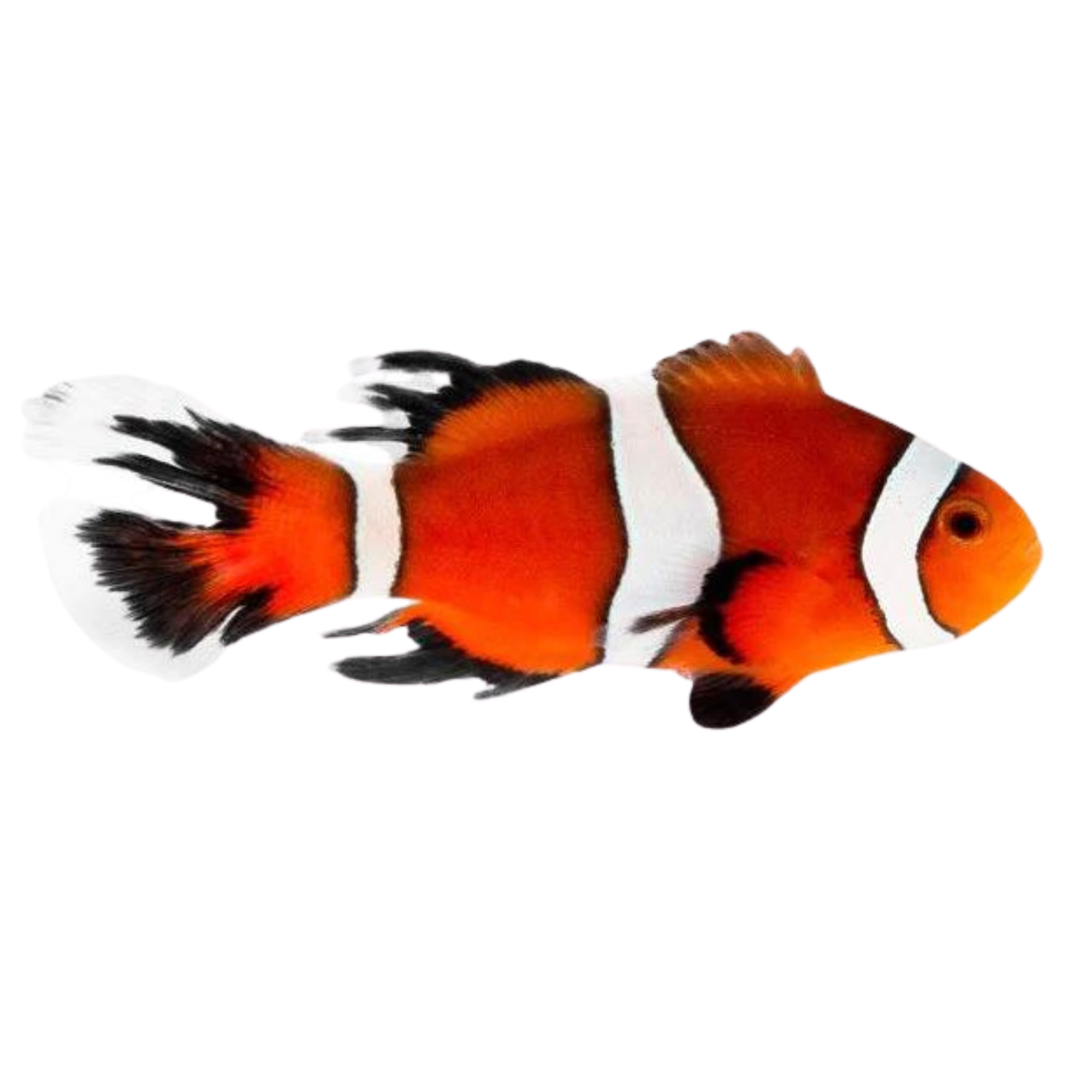Longfin Snowflake Clownfish – CoralFish12g