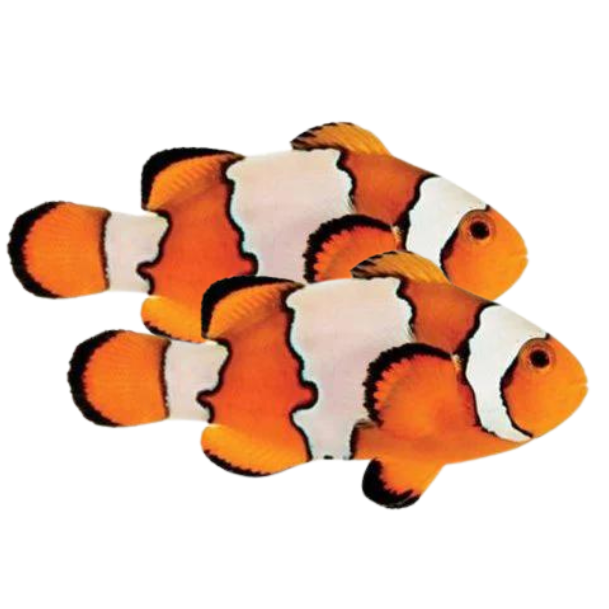 Snowflake Ocellaris Clownfish – CoralFish12g