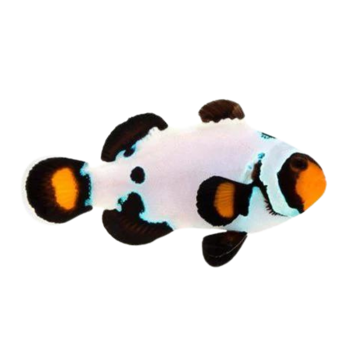 Frostbite Ocellaris Clownfish – CoralFish12g