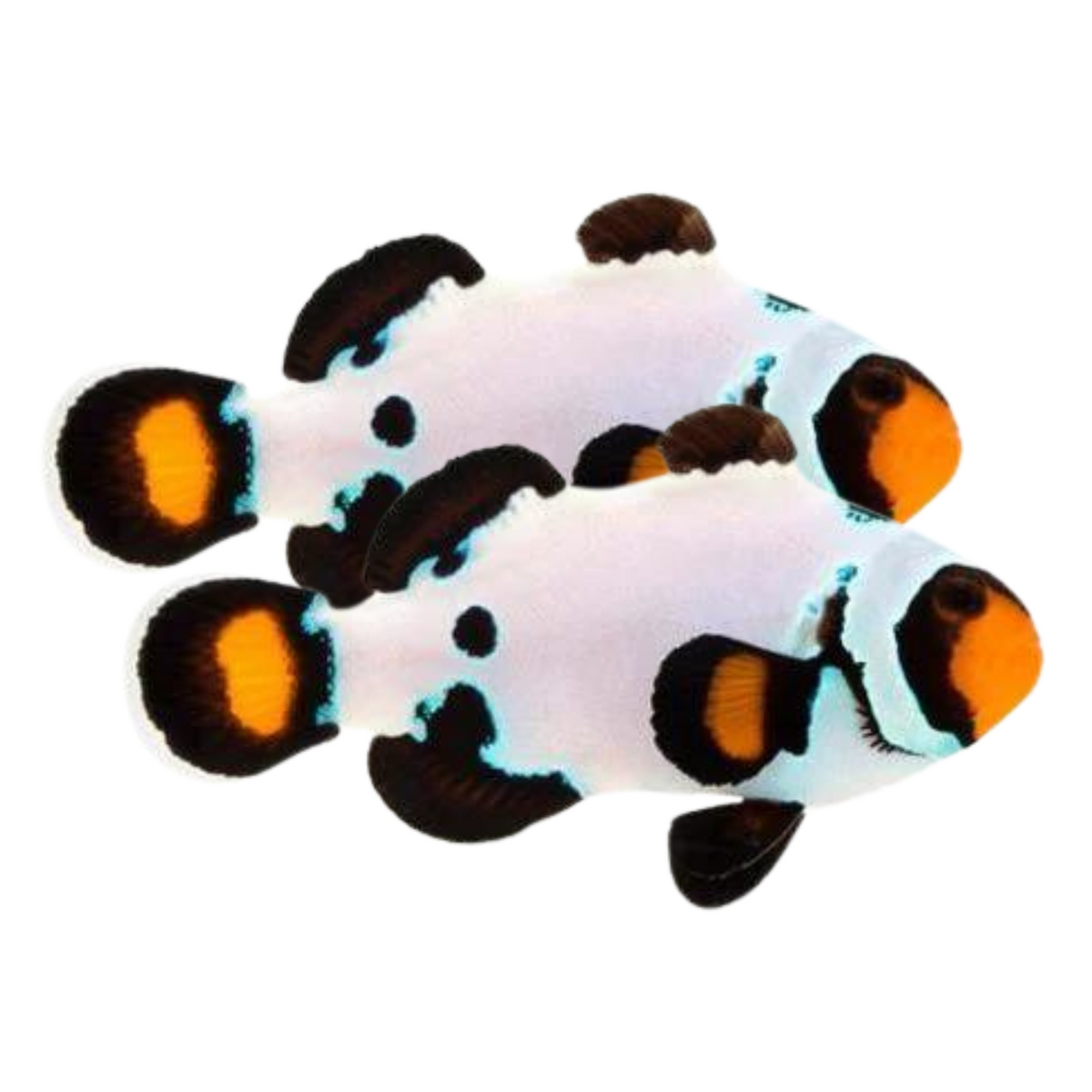 Frostbite Ocellaris Clownfish – CoralFish12g